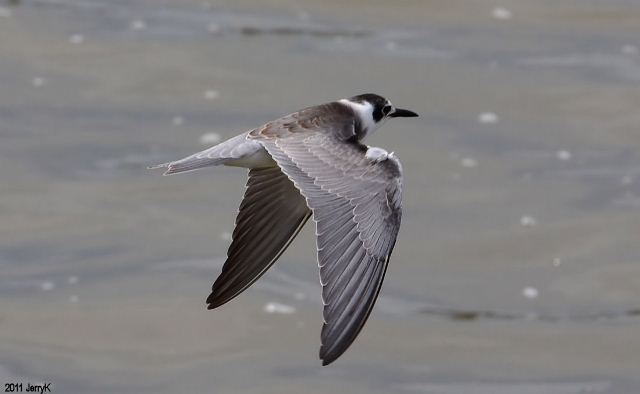 Black Tern