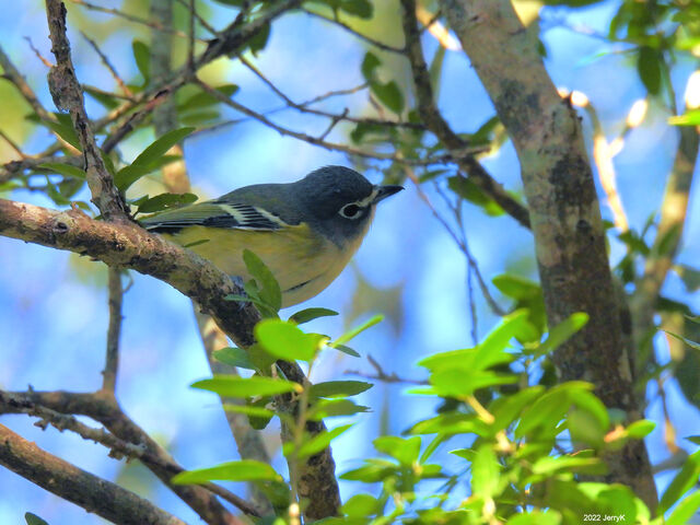 Blue-headed Vireo