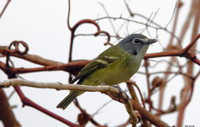 Blue-headed Vireo