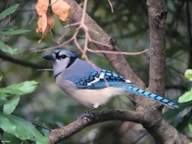 Blue Jay