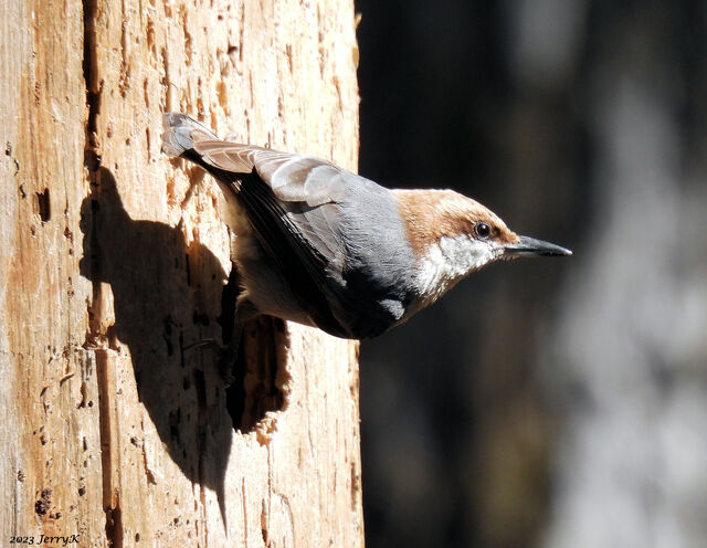 Brown-headed Nuthatch