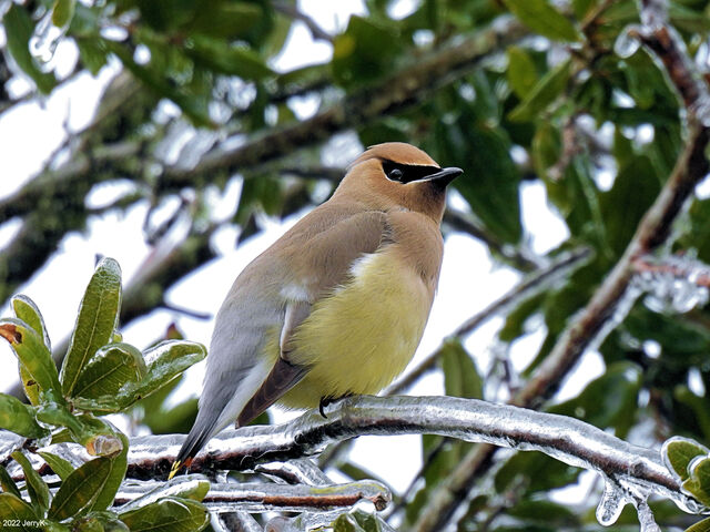 Cedar Waxwing