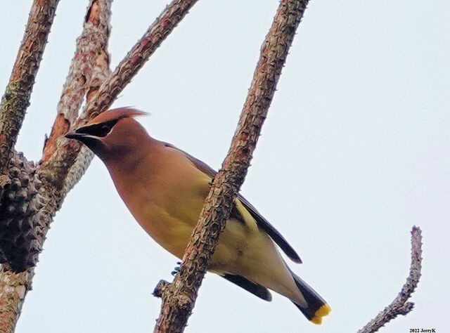 Cedar Waxwing