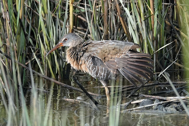 Clapper Rail