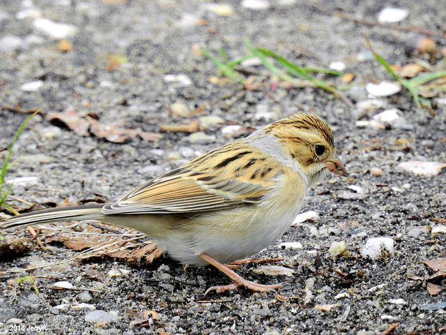 Clay-colored Sparrow
