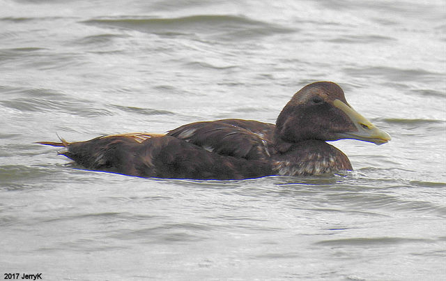Common Eider