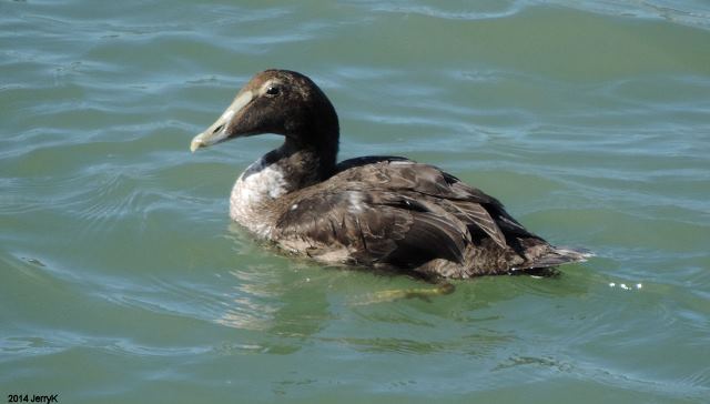 Common Eider