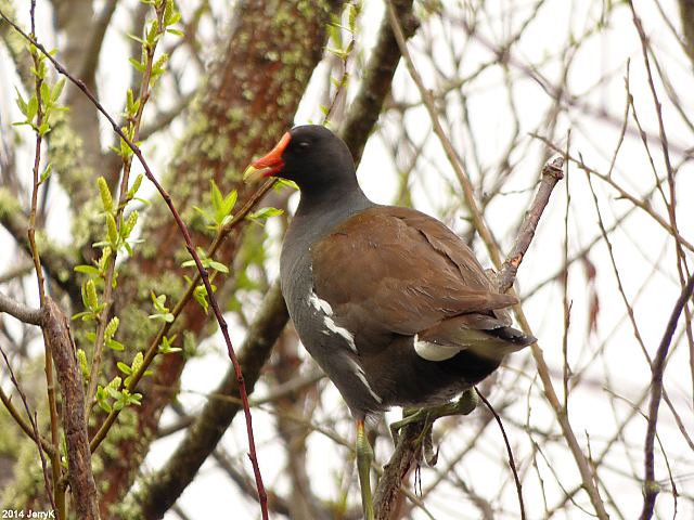 Common Gallinule