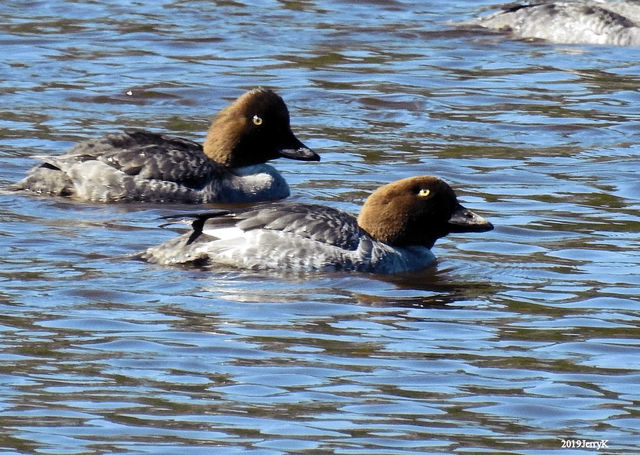 Common Goldeneye