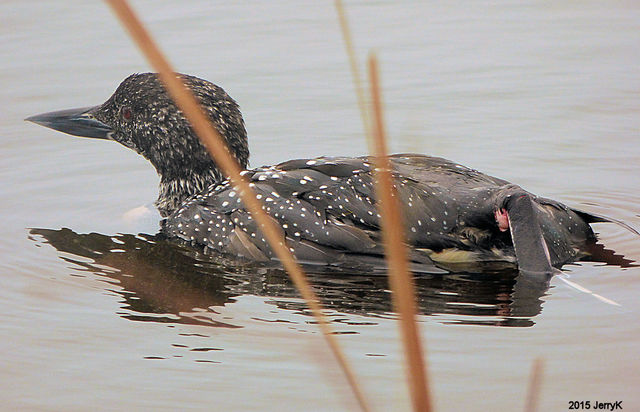 Common Loon