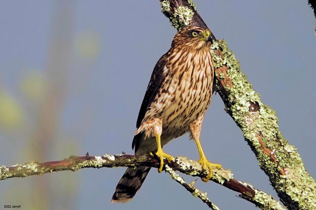 Cooper's Hawk