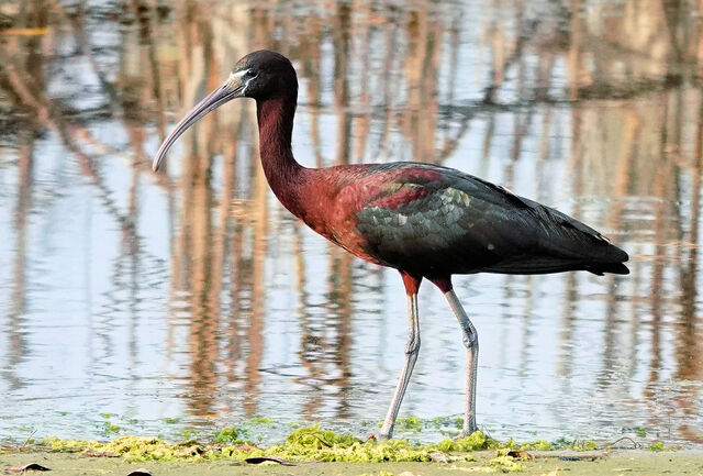 Glossy Ibis
