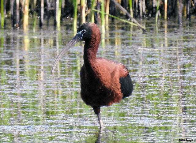 Glossy Ibis