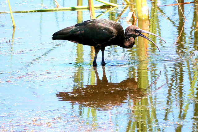 Glossy Ibis