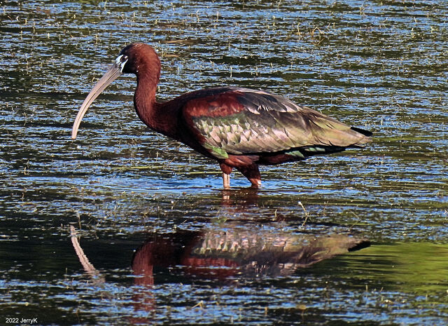 Glossy Ibis