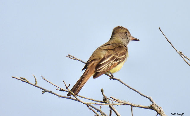 Great Crested Flycatcher