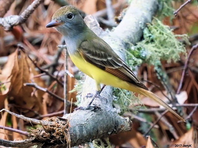 Great Crested Flycatcher