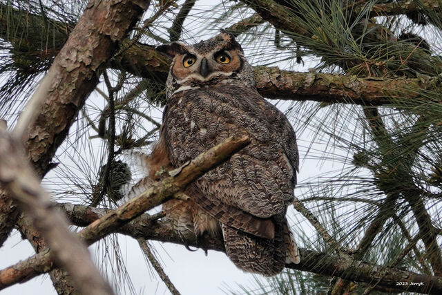Great Horned Owl