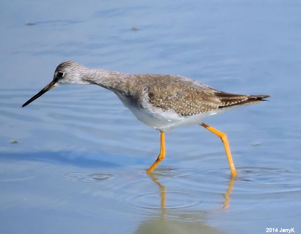 Greater Yellowlegs