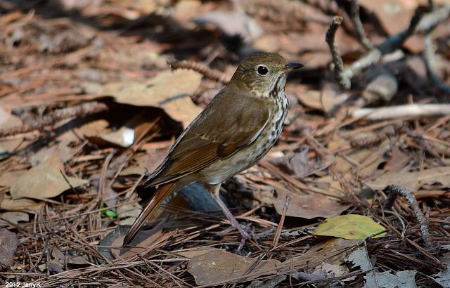 Hermit Thrush