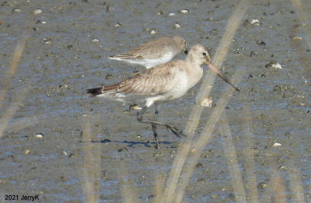 Hudsonian Godwit