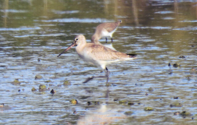 Hudsonian Godwit