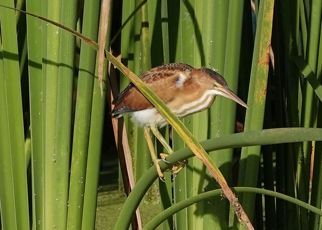Least Bittern
