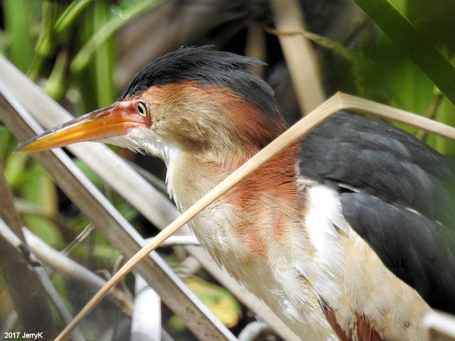 Least Bittern