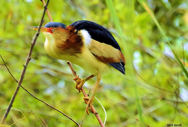 Least Bittern