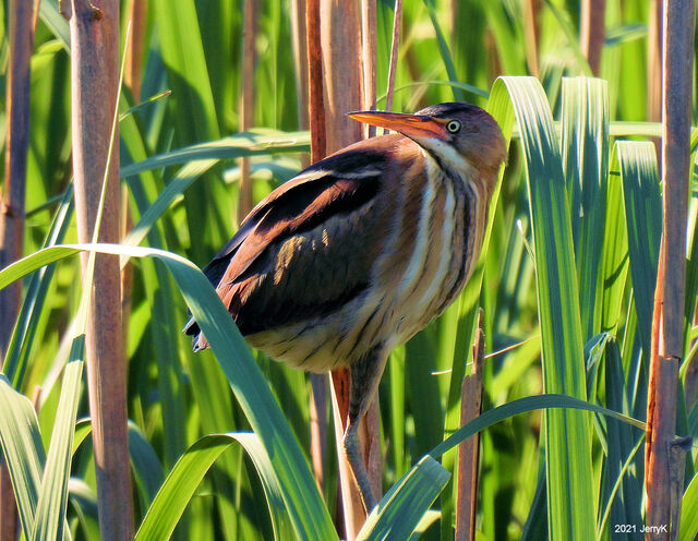 Least Bittern