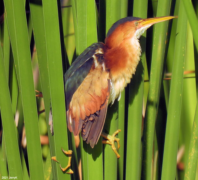 Least Bittern