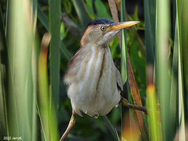 Least Bittern