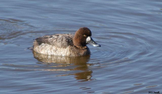 Lesser Scaup