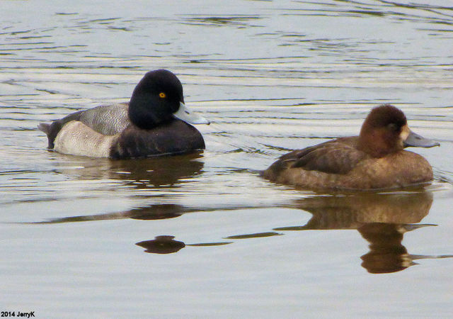 Lesser Scaup