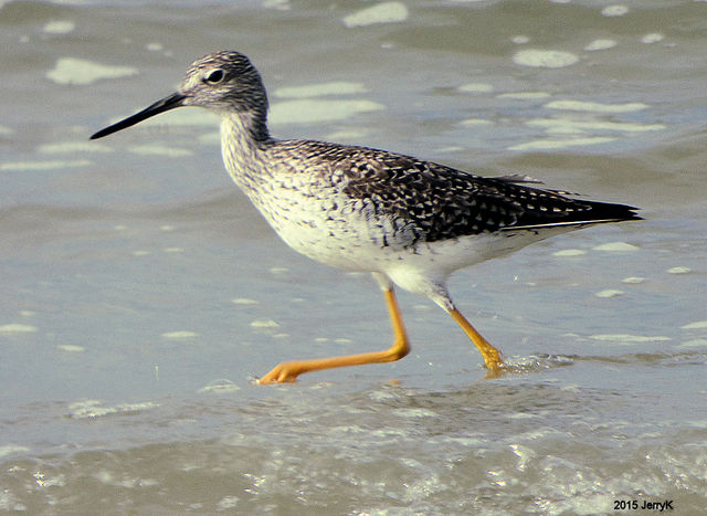 Lesser Yellowlegs