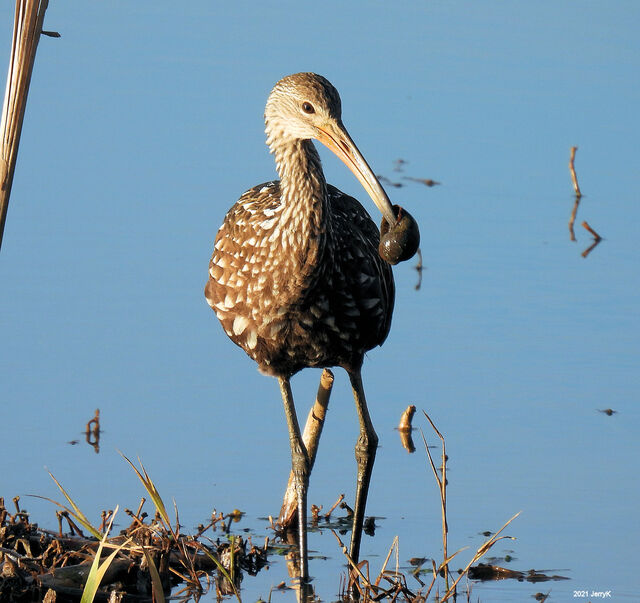 Limpkin