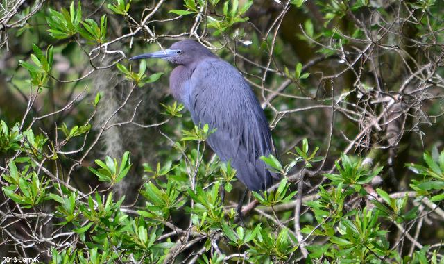 Little Blue Heron