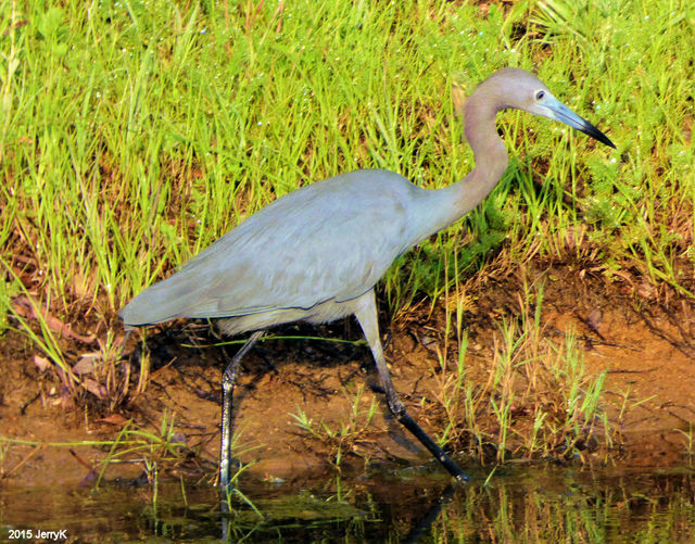 Little Blue Heron