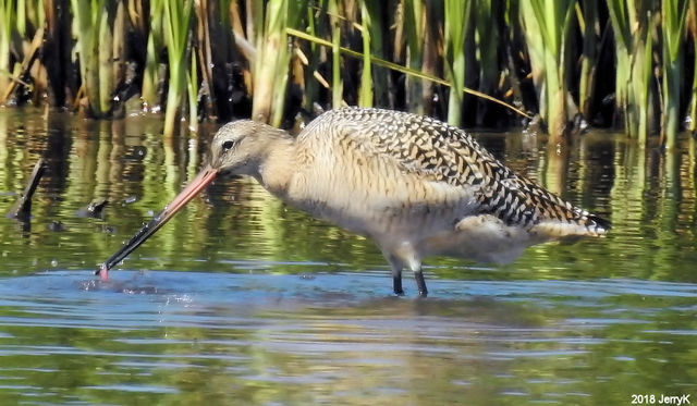 Marbled Godwit