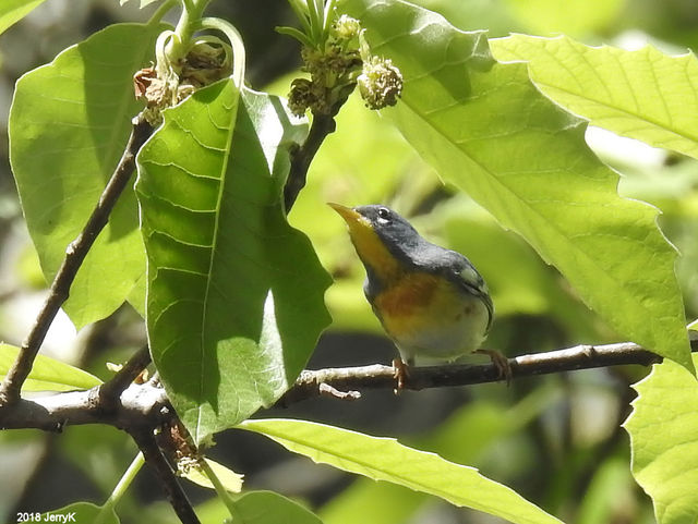 Northern Parula