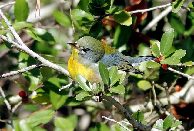 Northern Parula