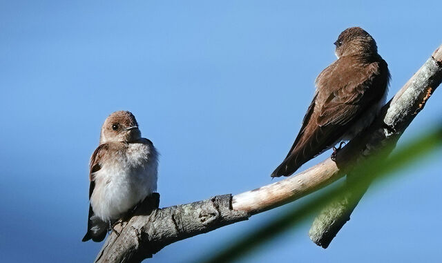 Northern Rough-winged Swallow