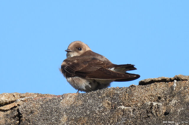 Northern Rough-winged Swallow