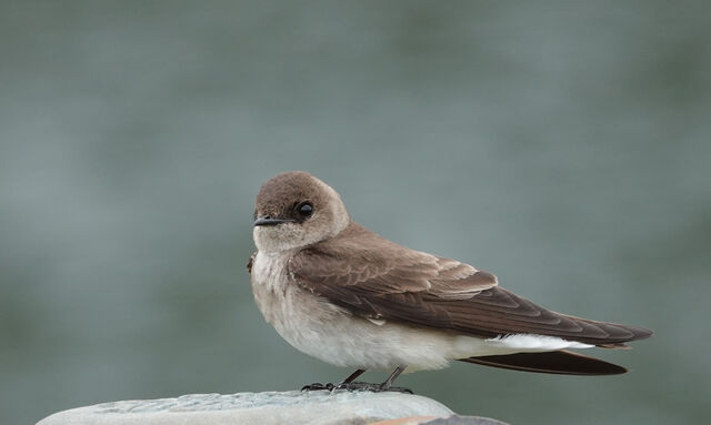 Northern Rough-winged Swallow