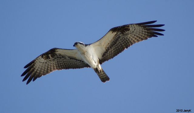Osprey