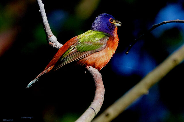 Painted Bunting