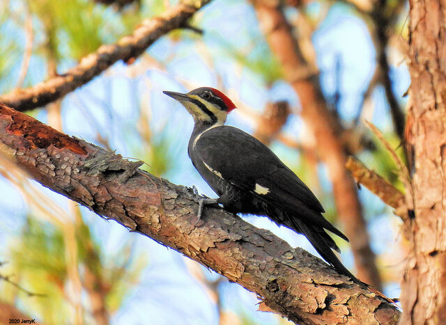 Pileated Woodpecker