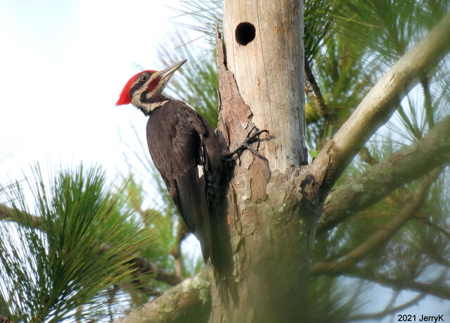 Pileated Woodpecker