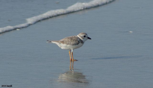 Piping Plover