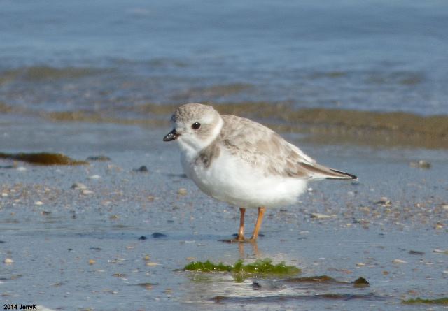 Piping Plover